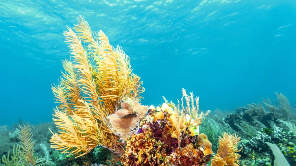 Scuba Diving in Roatan: Getting Certified and Dive Guide