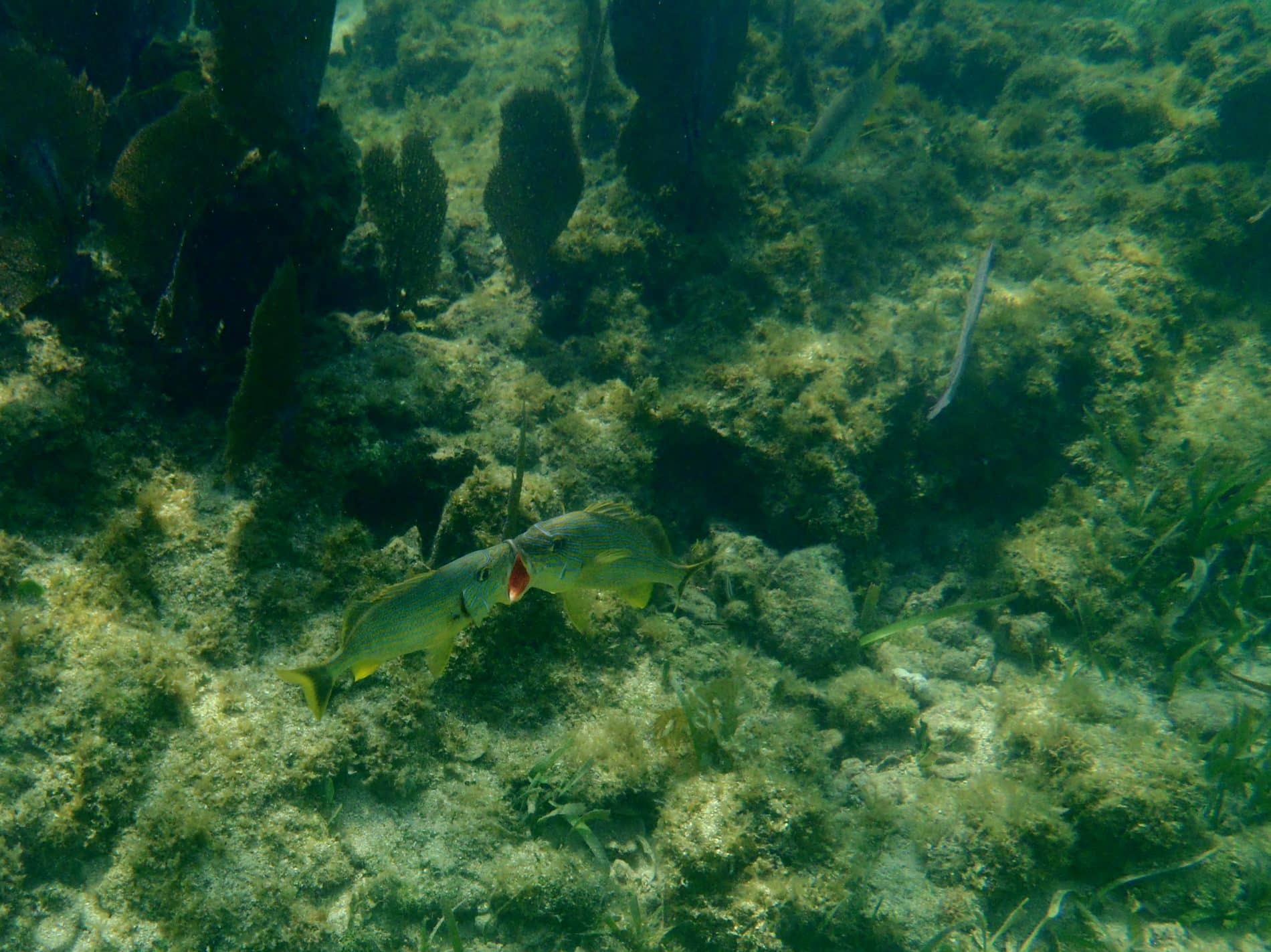 Scuba Diving in Roatan: Getting Certified and Dive Guide