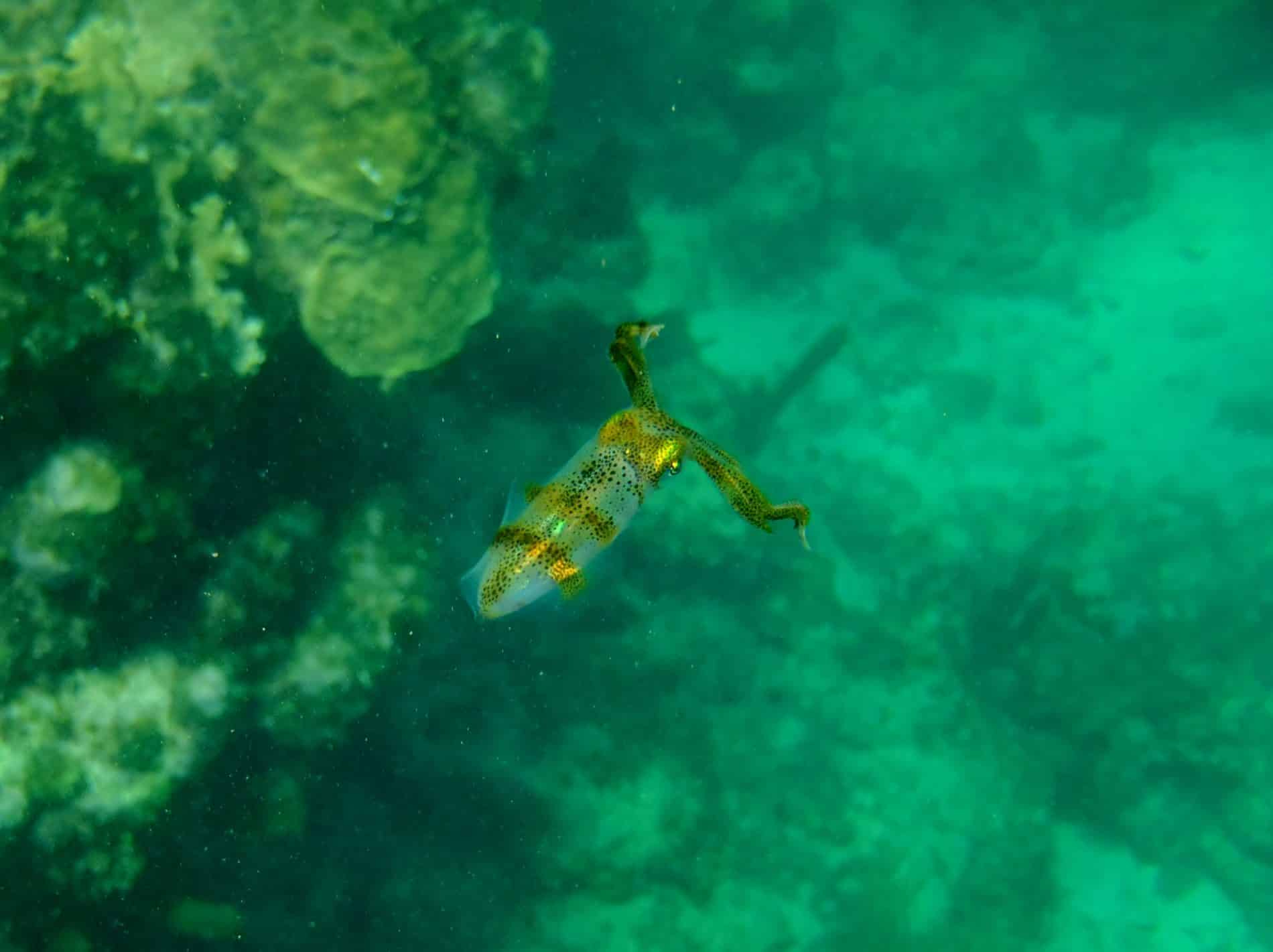 Scuba Diving in Roatan: Getting Certified and Dive Guide