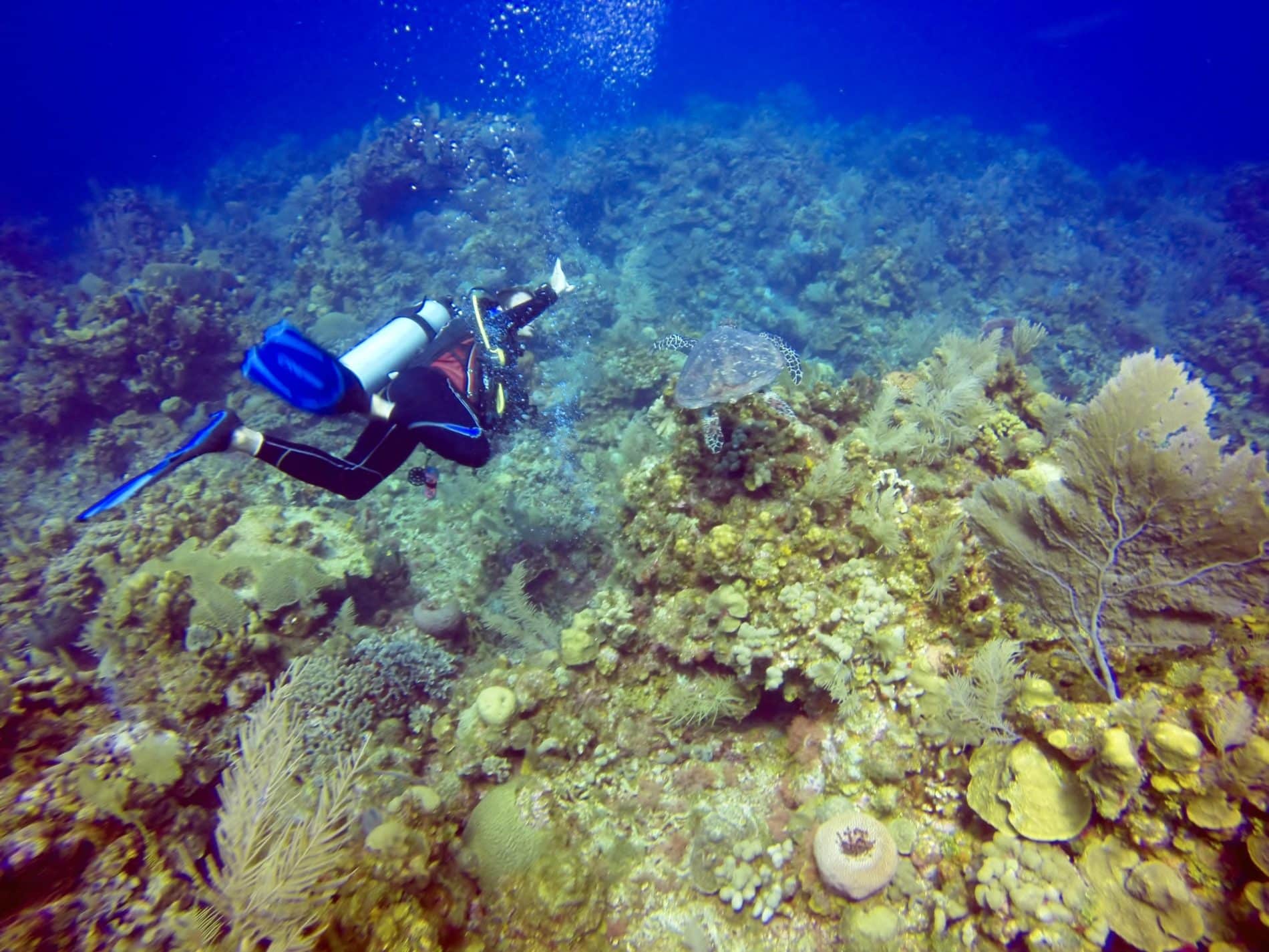 Scuba Diving in Roatan: Getting Certified and Dive Guide