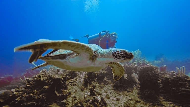 Scuba Diving in Roatan: Getting Certified and Dive Guide